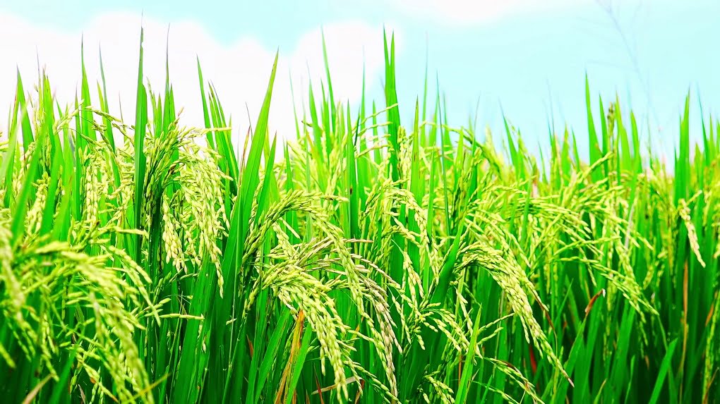 Farmbook - Agrofield